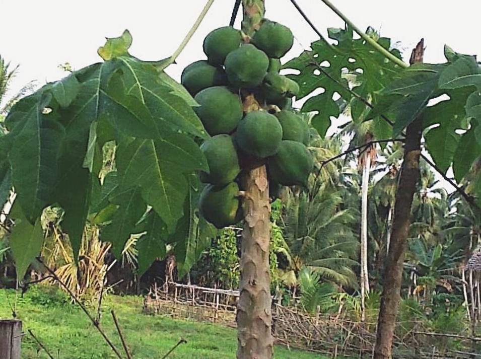 Green Papaya Salad with Crispy Fried Soft-shell Crabs – AMCARMEN'S KITCHEN